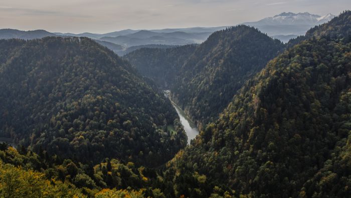 Tallest tree native to Poland discovered in Pieniny National Park ...