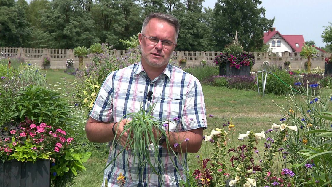 Rok w ogrodzie: 28.07.2023 - programy, Oglądaj na TVP VOD