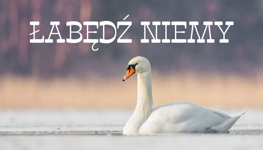 Łabędź niemy - filmy dokumentalne, Oglądaj na TVP VOD