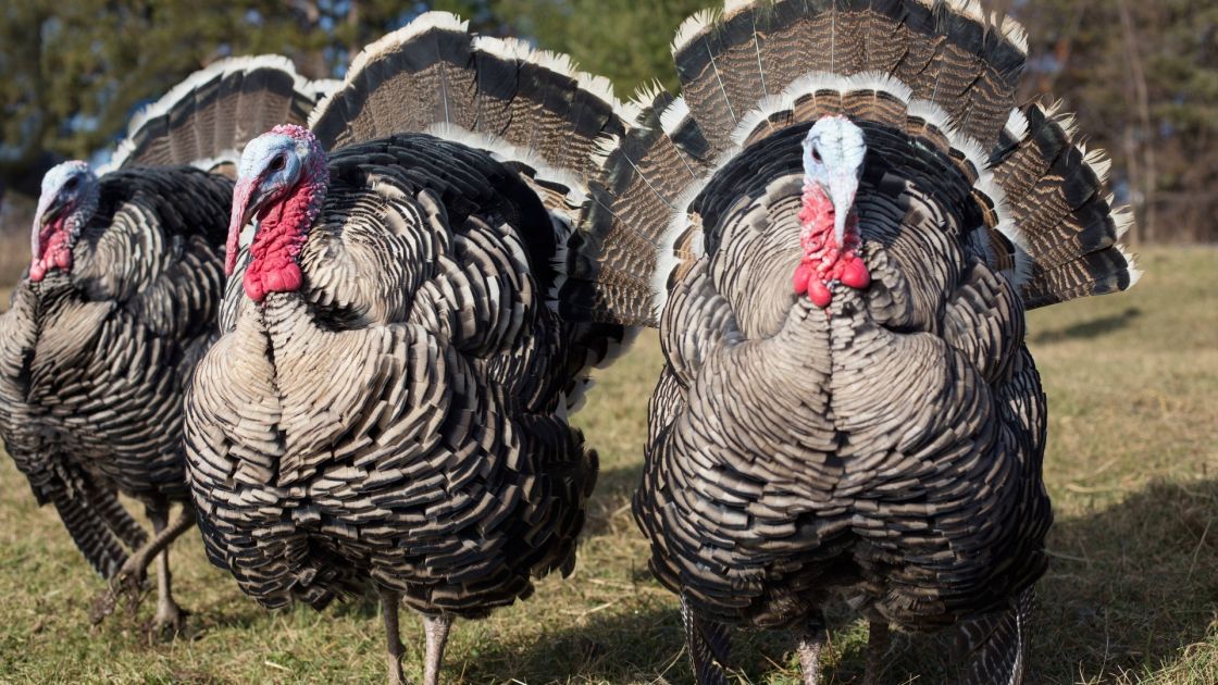 Słownik polsko@polski: Chów indyk?!, odc. 492 - programy, Oglądaj na ...