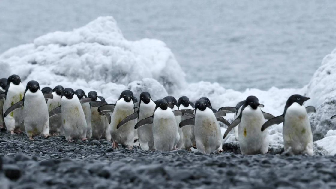 Zagadki zwierzogromadki: Odcinek 25, Pingwin - dla dzieci, Oglądaj na ...