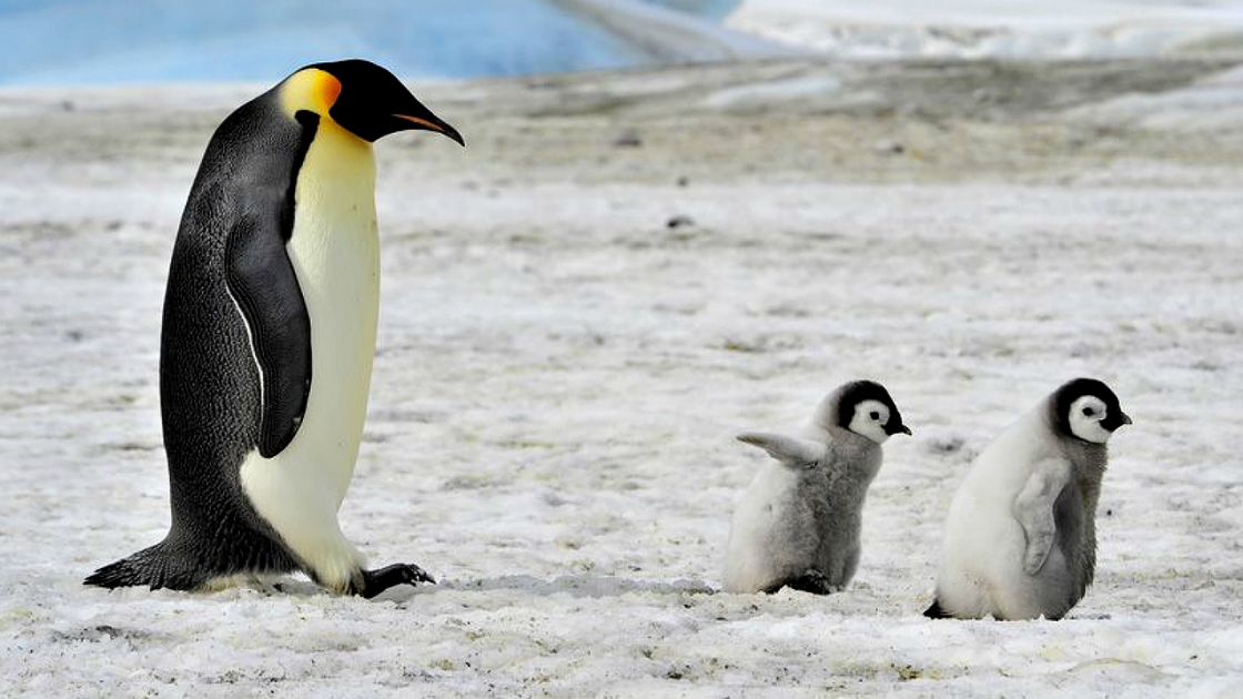 Słownik polsko@polski: Pingwina, odc. 462 - programy, Oglądaj na TVP VOD