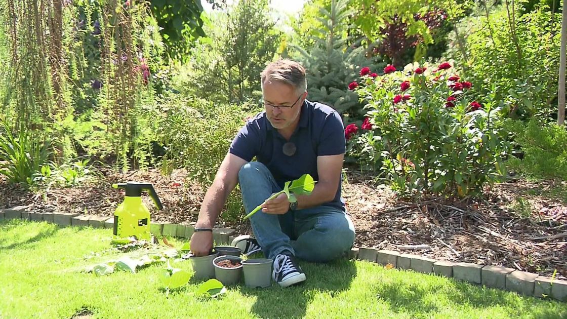 Rok W Ogrodzie Programy Ogl Daj Na Tvp Vod