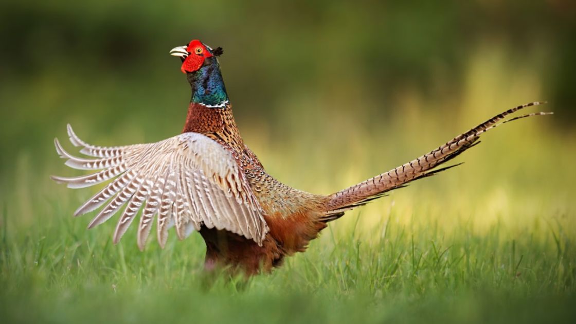 Ostoja: odc. 14 - programy, Oglądaj na TVP VOD