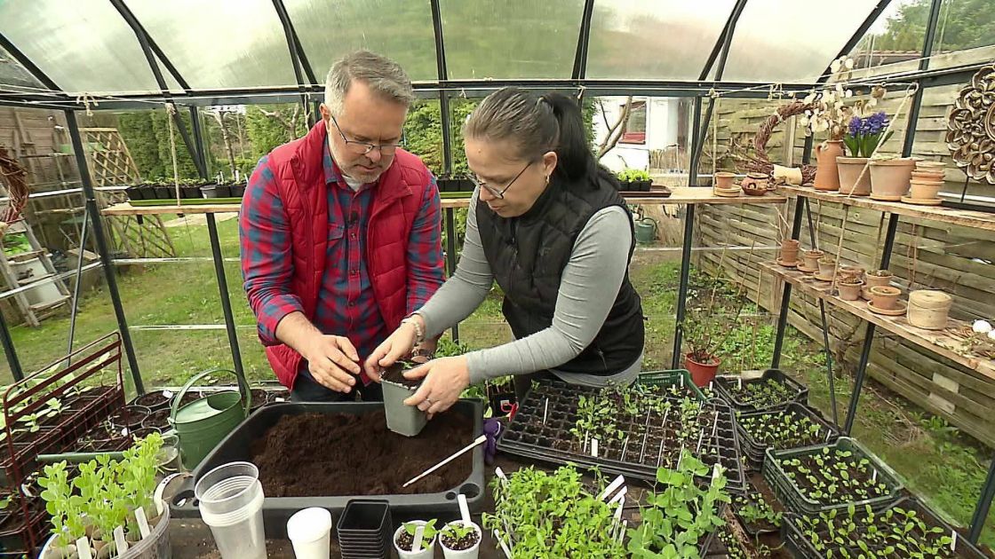 Rok w ogrodzie: 12.04.2024 - programy, Oglądaj na TVP VOD