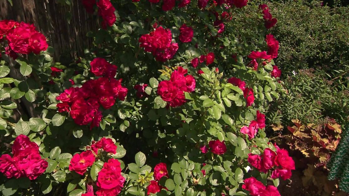 Rok w ogrodzie: 01.08.2022 - programy, Oglądaj na TVP VOD