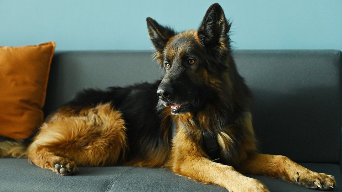 Komisarz Alex: odc. 2 – Superochroniarz - serial telewizyjny, Oglądaj ...