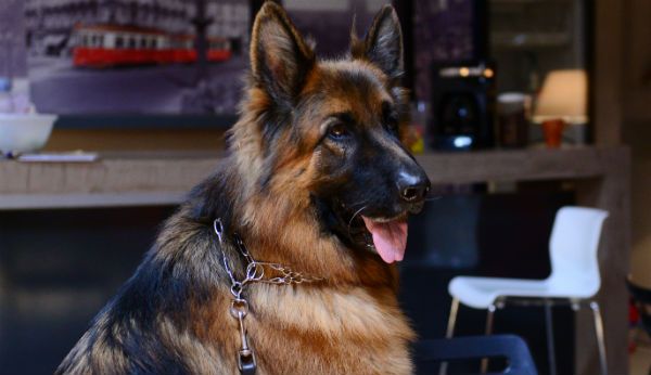 Komisarz Alex: odc. 10 – Ksieżycowy zabójca - serial telewizyjny ...